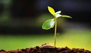 Initiatives to be celebrated on Arbor Day | GlobalBuzz SA