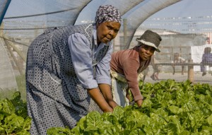 Organic farming changes villagers' lives